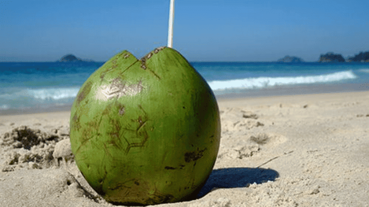A Look Into the Top 5 Coconut Producing Countries in the World ...
